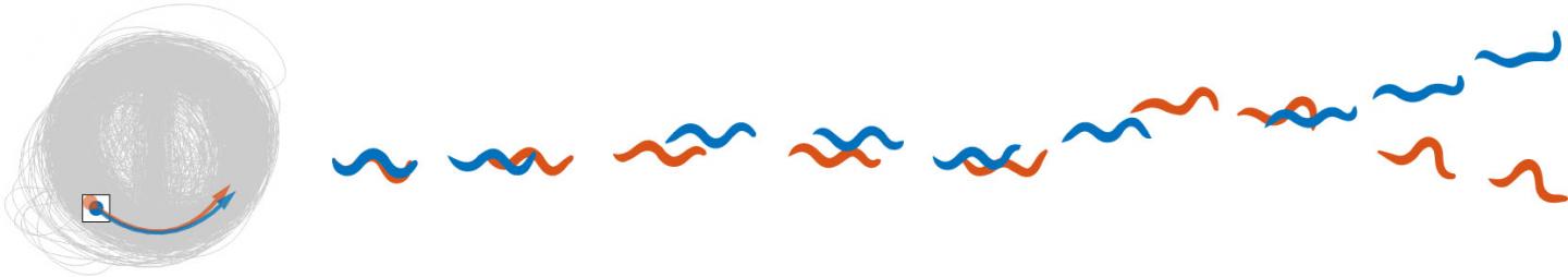 Two Worms [IMAGE] | EurekAlert! Science News Releases