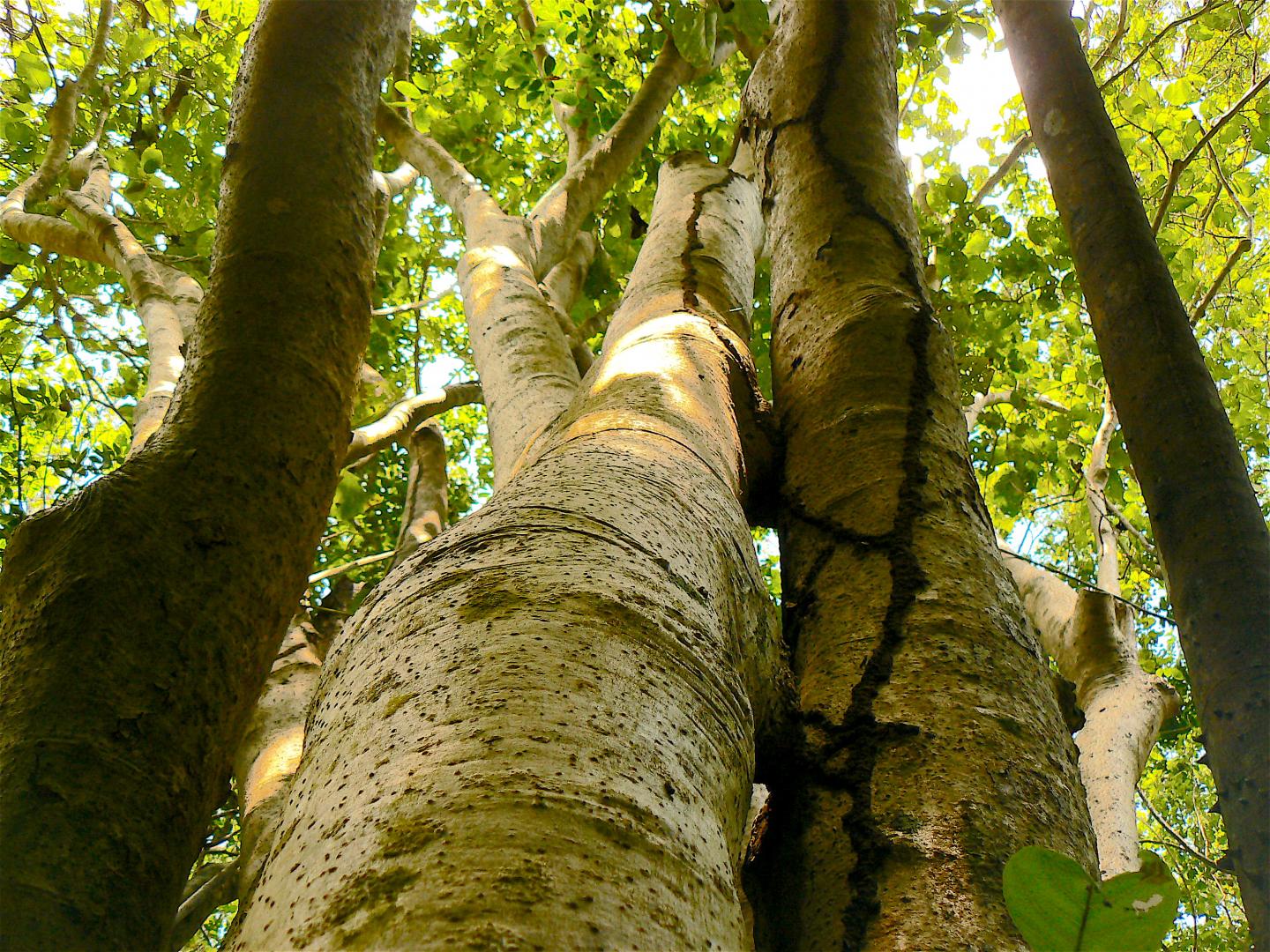 Pisonia horneae [IMAGE] | EurekAlert! Science News Releases