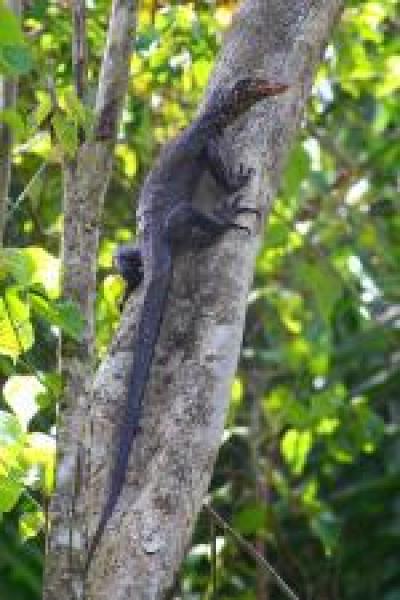 New monitor lizard discovered in Indonesia | EurekAlert!