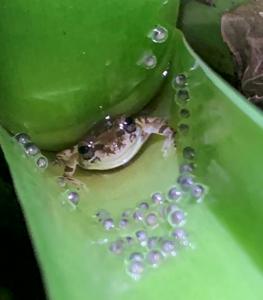 These tadpoles have discovered a unique way o | EurekAlert!