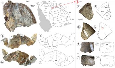 Fossil Samples 1 [IMAGE] | EurekAlert! Science News Releases