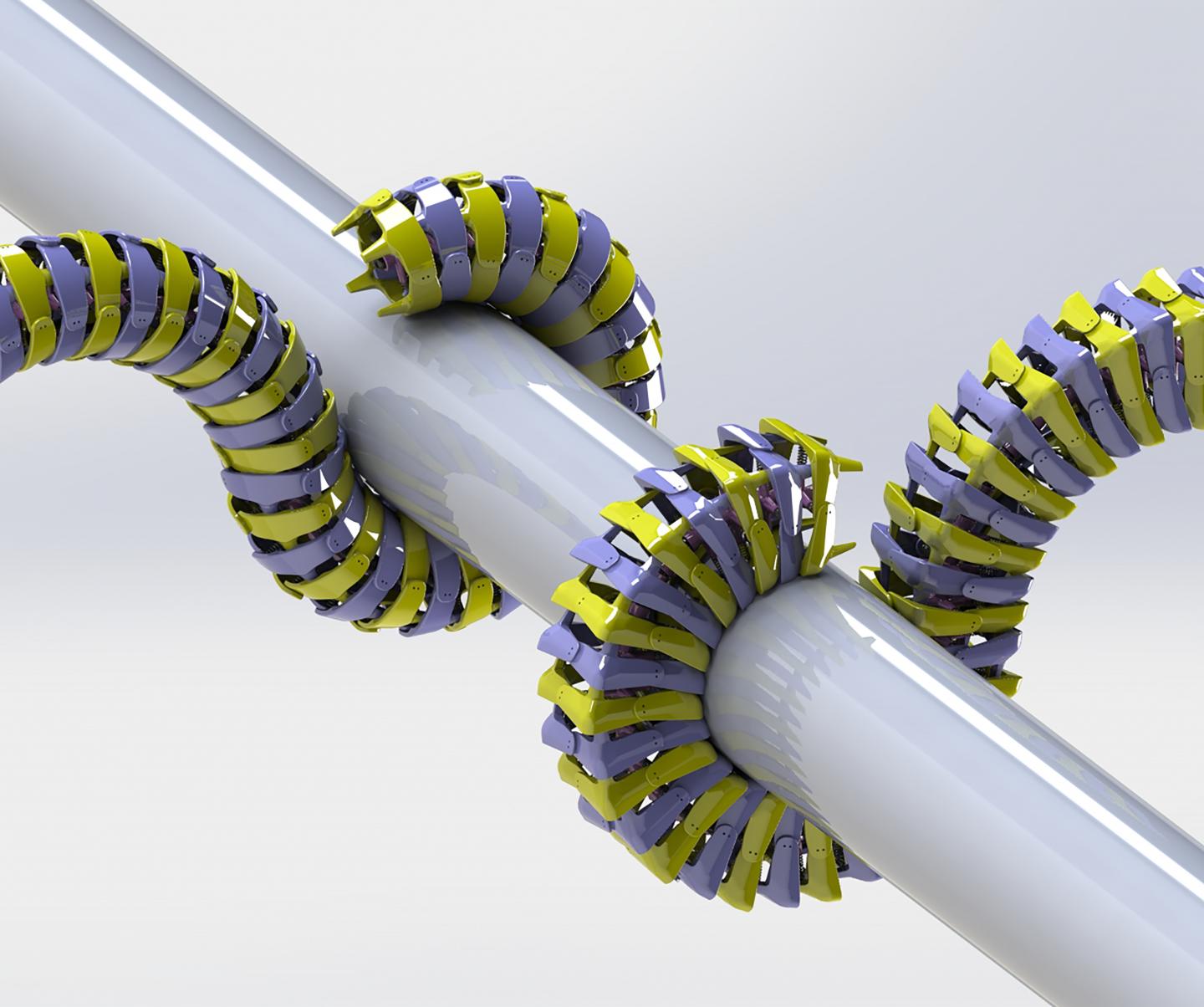 Why the seahorse's tail is square | EurekAlert!