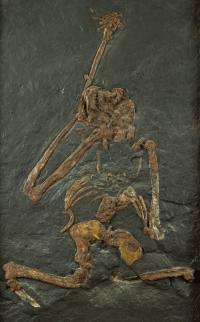 Oreopithecus bambolii Skeleton [IMAGE] | EurekAlert! Science News Releases