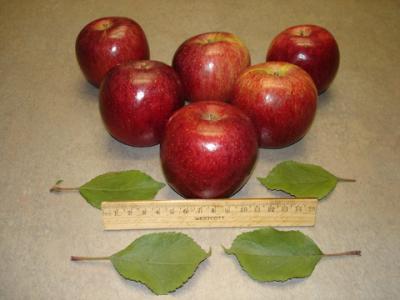 Apple Enthusiasts Welcome Wine [IMAGE] | EurekAlert! Science News Releases