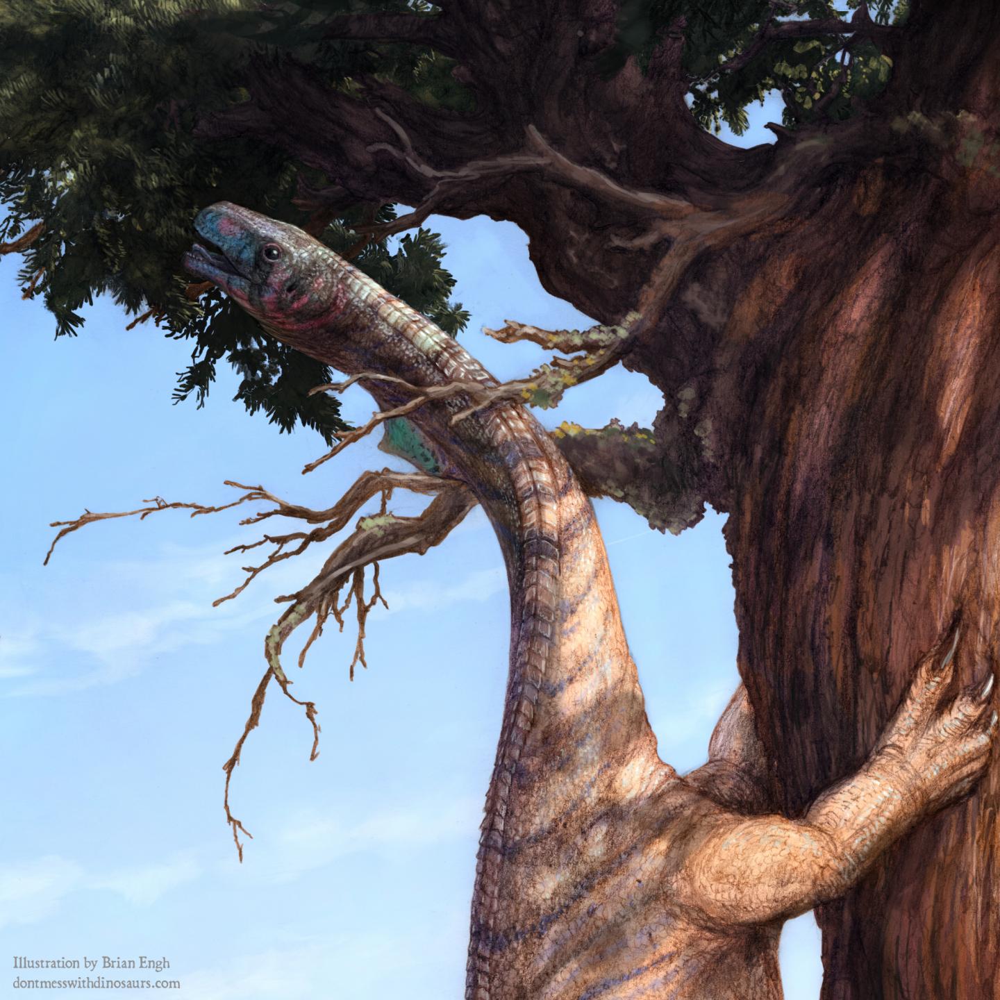 Newly described fossils could help reveal why | EurekAlert!