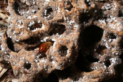 Soldier Termite [IMAGE] | EurekAlert! Science News Releases