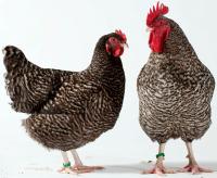 New study reveals how some chickens got strip | EurekAlert!