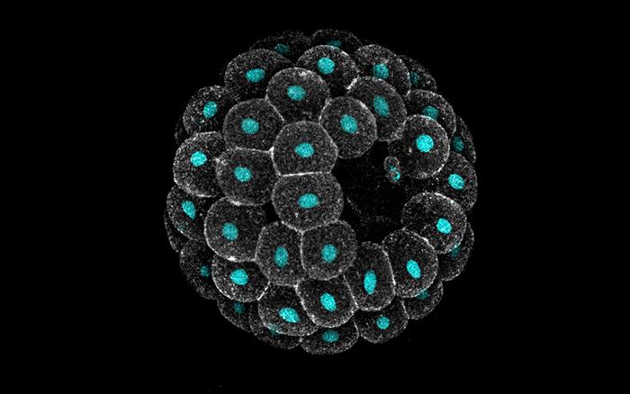 A sea star embryo imaged on a [IMAGE] | EurekAlert! Science News Releases