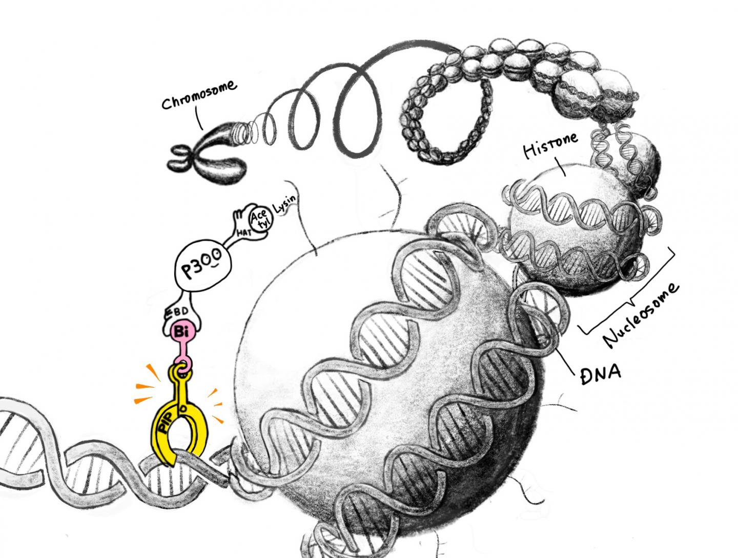 Schematic Image [image] Eurekalert Science News Releases