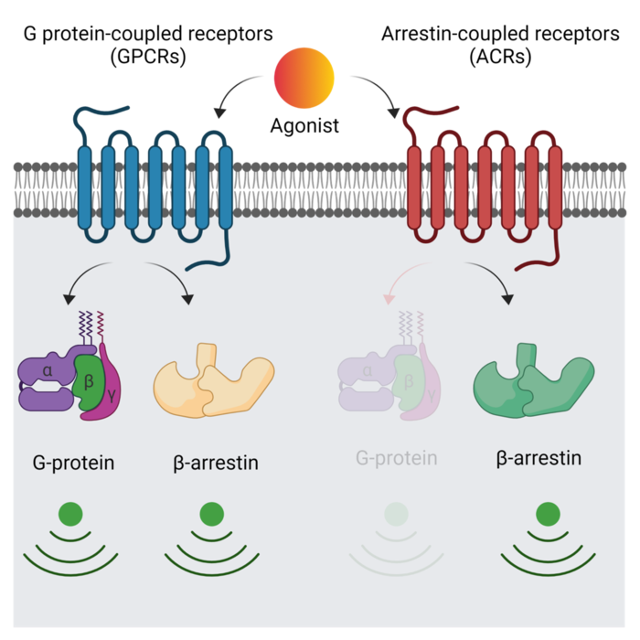 Researchers illuminate the working mechanism | EurekAlert!