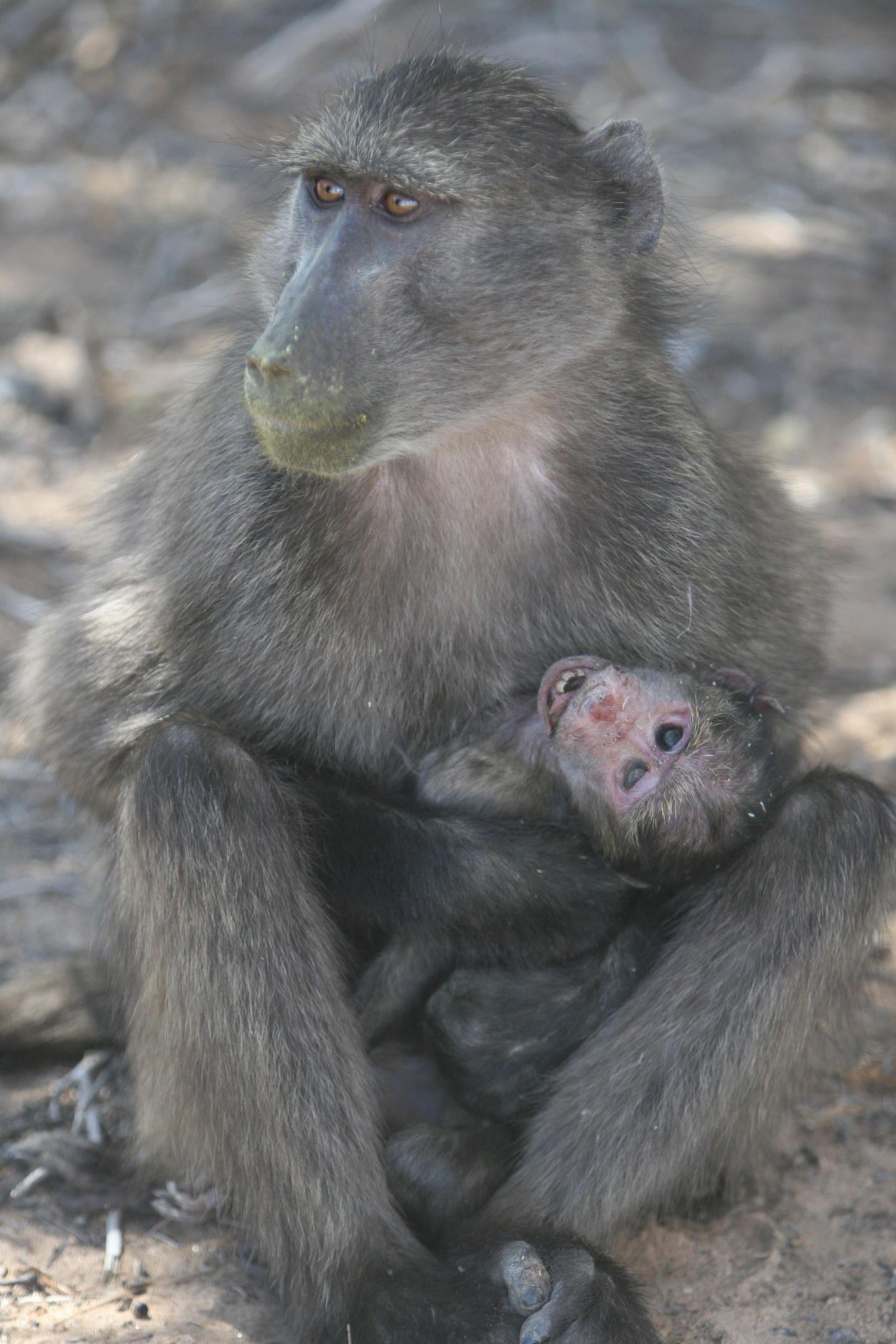Baboon and Baby 2 [IMAGE] | EurekAlert! Science News Releases