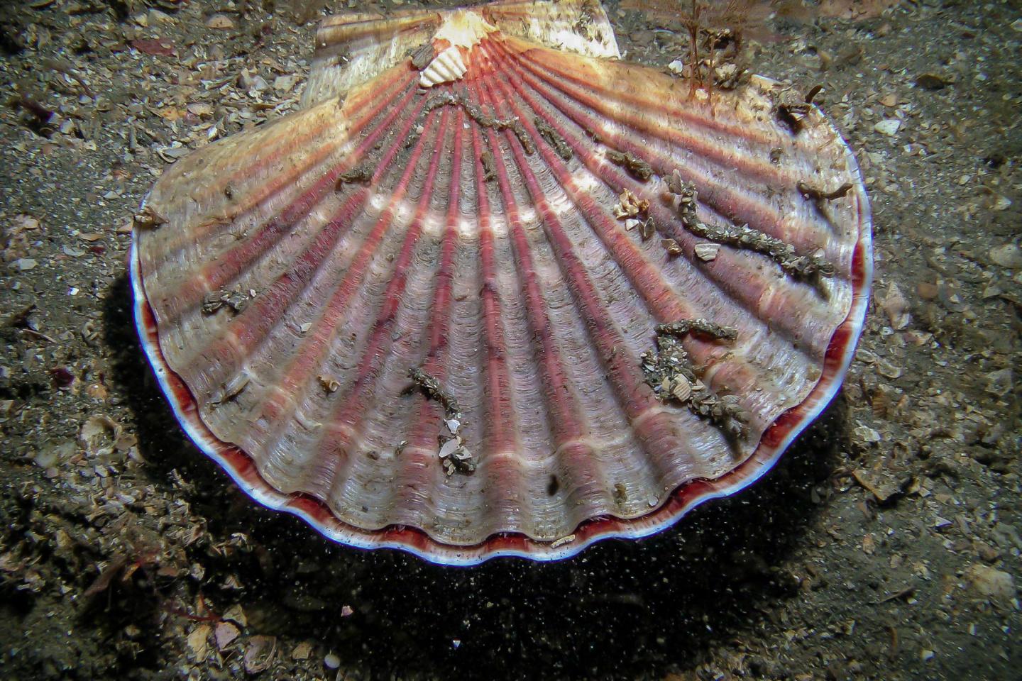 Seismic surveys and scallop health | EurekAlert!