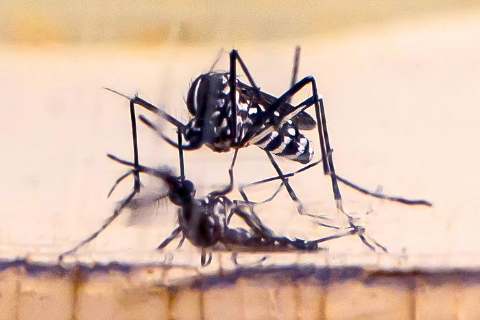 Mating mosquitoes [IMAGE] | EurekAlert! Science News Releases