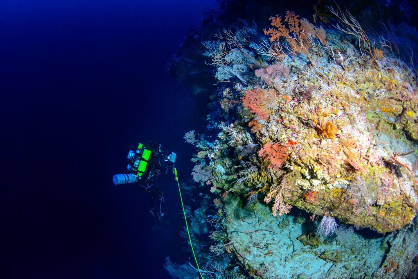 No Refuge in the Deep for Shallow Reef Ecosys | EurekAlert!