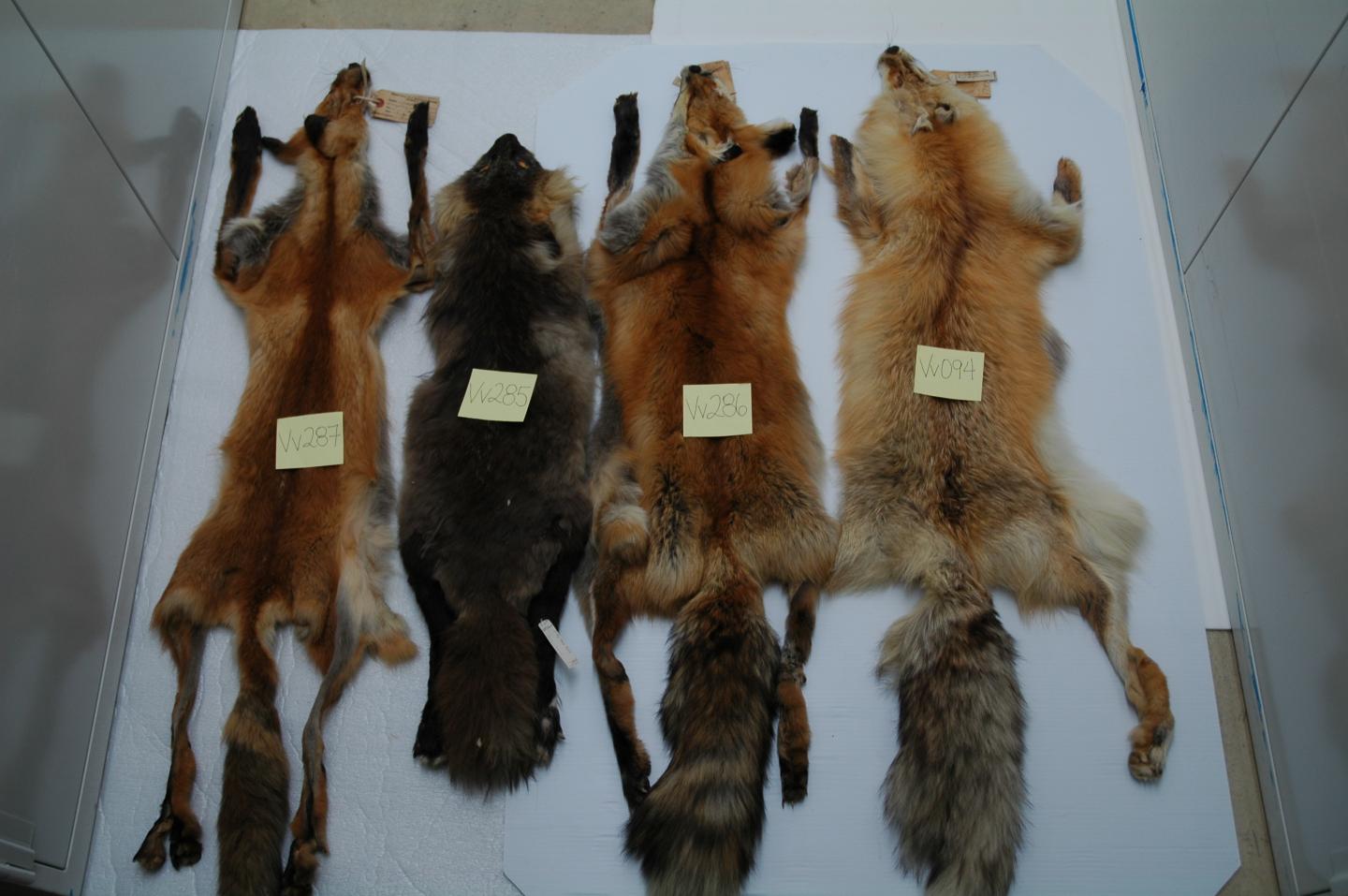 Fox Pelts [IMAGE] | EurekAlert! Science News Releases