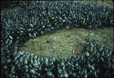 Mollusk [IMAGE] | EurekAlert! Science News Releases