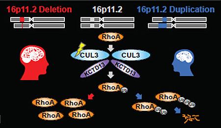 Autism Mutations [IMAGE] | EurekAlert! Science News Releases