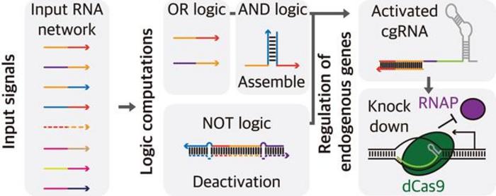 Schematic of a multi-signal in [IMAGE] | EurekAlert! Science News Releases