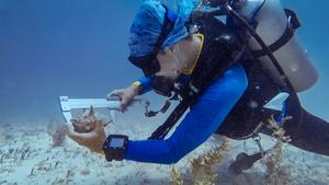 Research shows queen conch populations in mar | EurekAlert!
