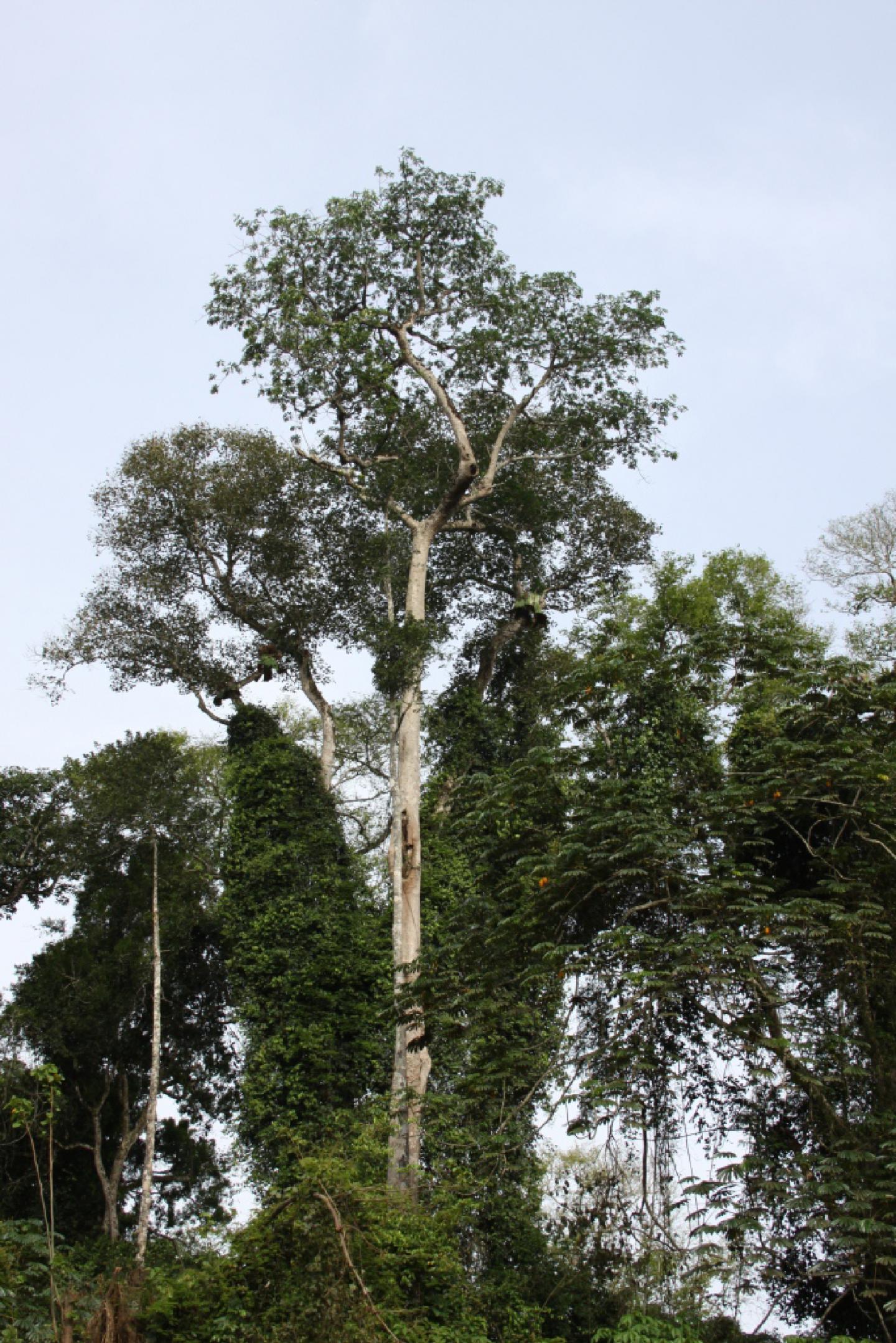 Terminalia superba [IMAGE] | EurekAlert! Science News Releases