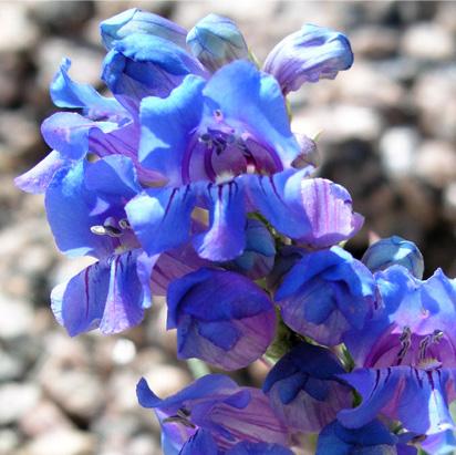 Dwarf Blue Penstemon (Penst [IMAGE] | EurekAlert! Science News Releases
