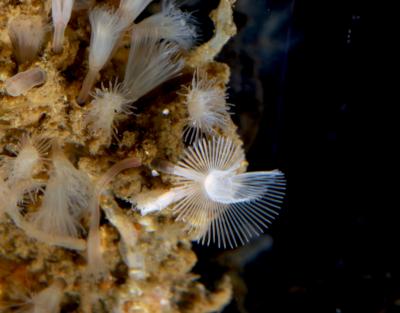 Phoronis ijimai [IMAGE] | EurekAlert! Science News Releases