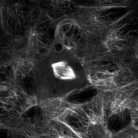 Allen Institute for cell science releases gen | EurekAlert!