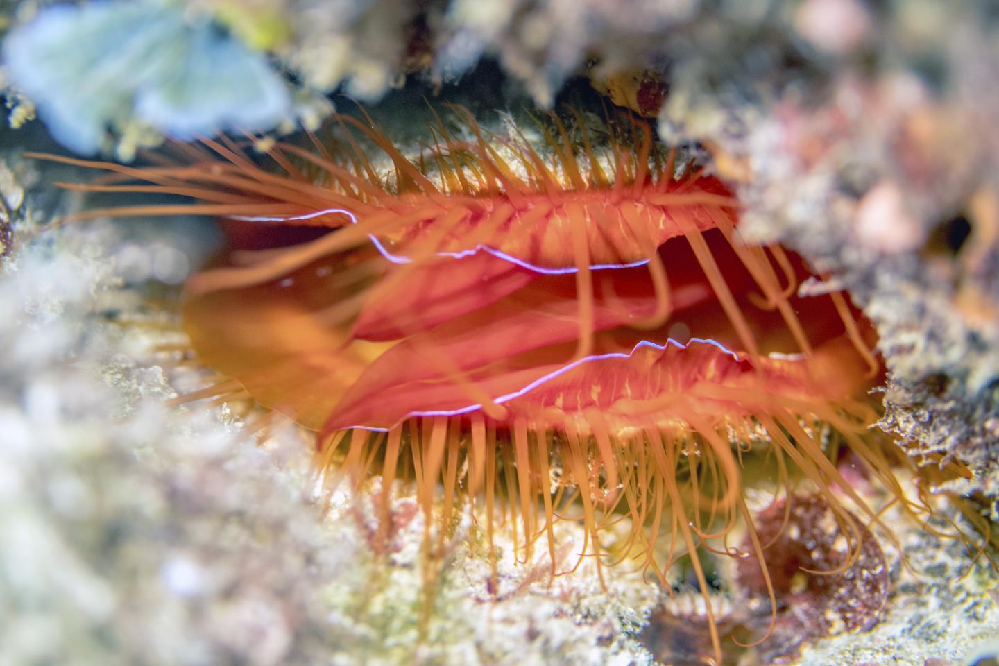 Disco Clam [IMAGE] | EurekAlert! Science News Releases