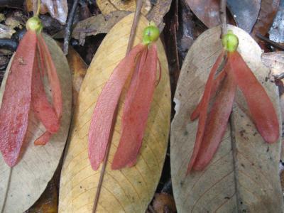 Characteristic Winged Fruits [IMAGE] | EurekAlert! Science News Releases