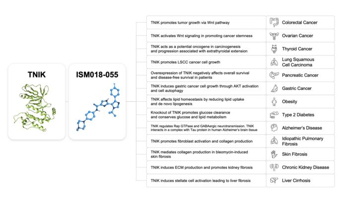 Cell Press｜TNIK药物靶点潜力：从纤维化和癌症，到肥胖和抗衰老 | EurekAlert!