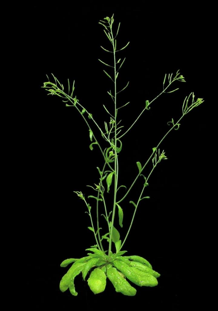Arabidopsis Plant [IMAGE] | EurekAlert! Science News Releases