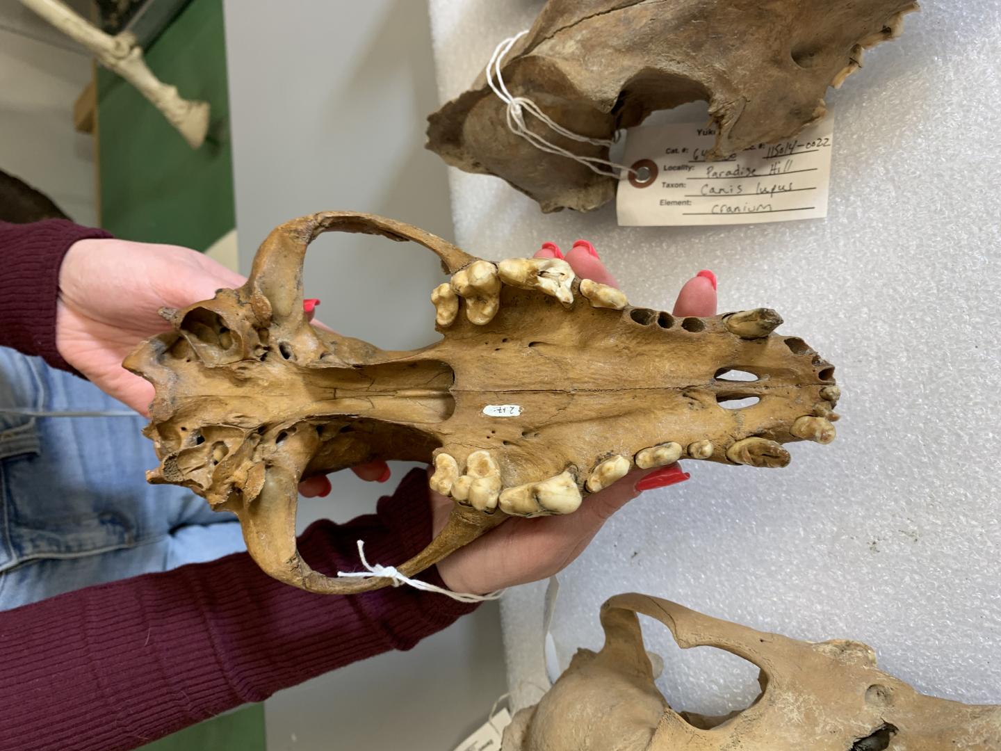 Closeup of gray wolf skull [IMAGE] | EurekAlert! Science News Releases