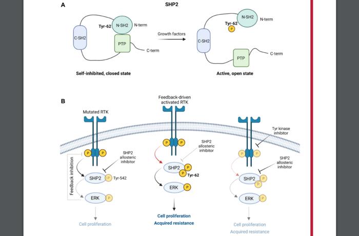 Combined inhibition of SHP2 and mutated RTKs | EurekAlert!