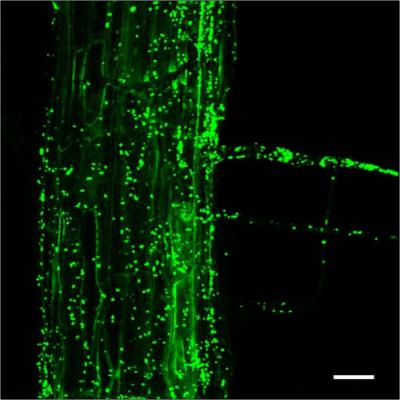 Plant Root Bacteria [IMAGE] | EurekAlert! Science News Releases