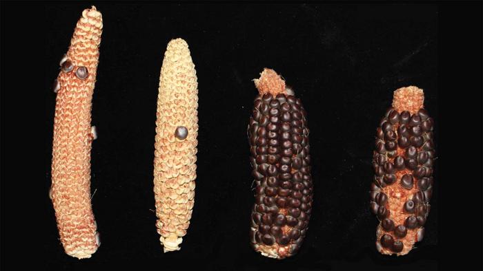 corn with toxin vs. toxin and [IMAGE] | EurekAlert! Science News Releases