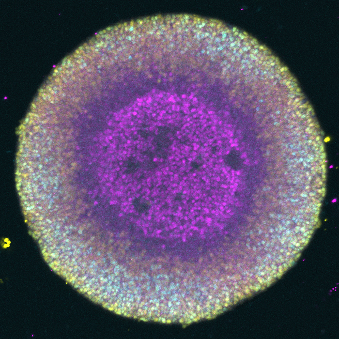 cell model [IMAGE] | EurekAlert! Science News Releases