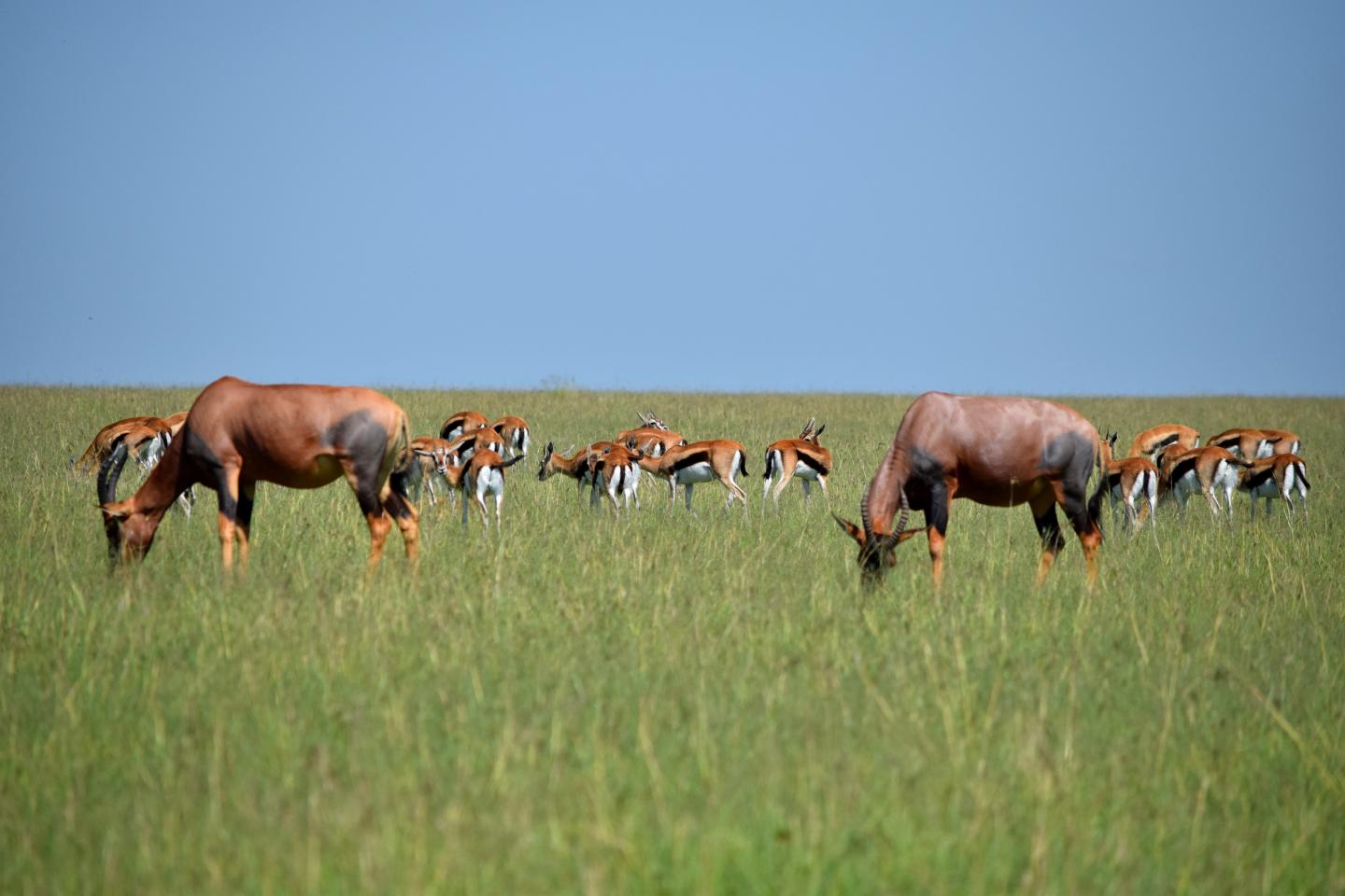 How 'eavesdropping' African herbivores respon | EurekAlert!