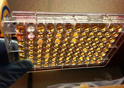 E. coli Antibiotic Plat [IMAGE] | EurekAlert! Science News Releases