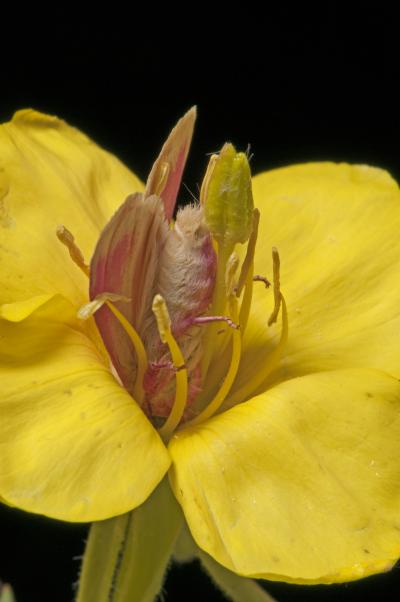 Insects Drive Rapid Evolution of Plant Hosts | EurekAlert!