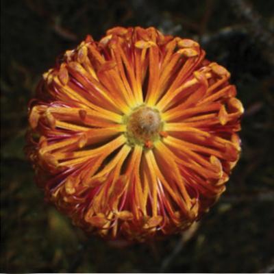 Banksia neoanglica Flow [IMAGE] | EurekAlert! Science News Releases