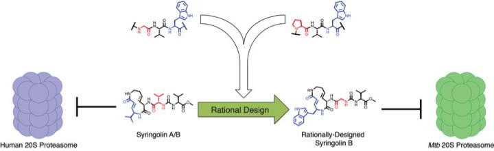 Rational Design [IMAGE] | EurekAlert! Science News Releases