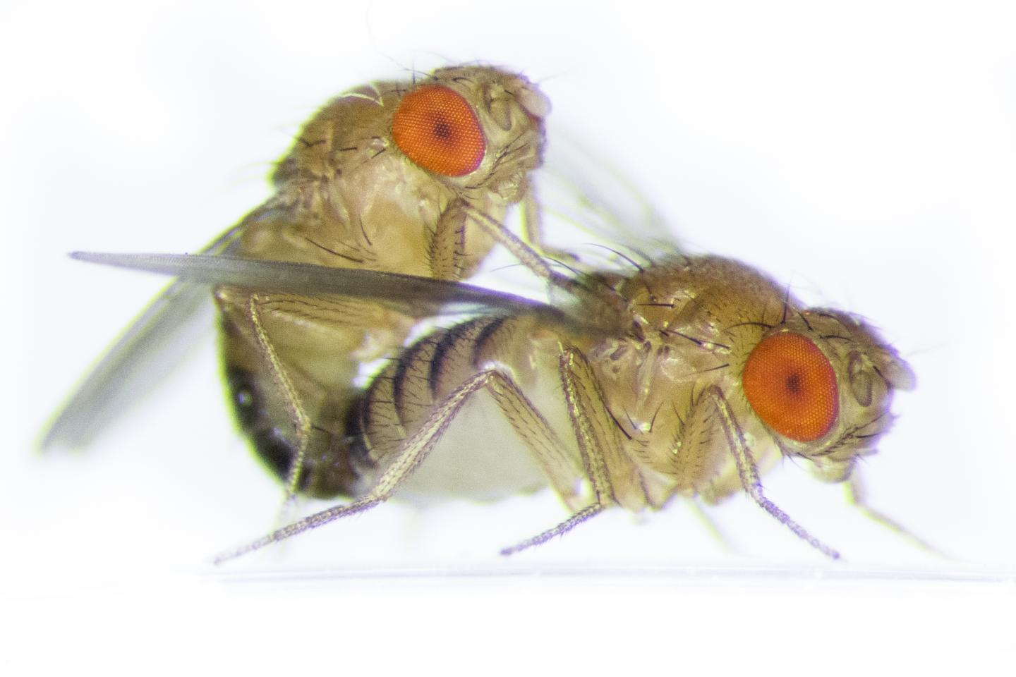Fruit Flies Mating [IMAGE] | EurekAlert! Science News Releases