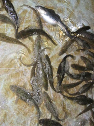 Rapid Mutations Allowed Fish to Resist Pollut | EurekAlert!