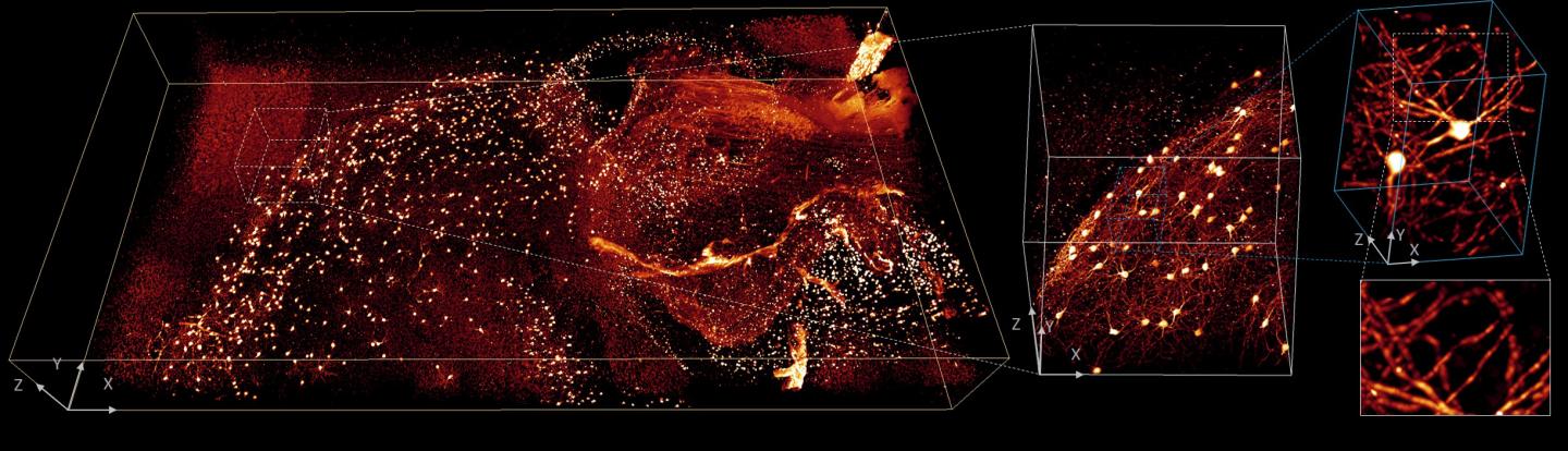 Fluorescence Imaging of a Mous [IMAGE] | EurekAlert! Science News Releases