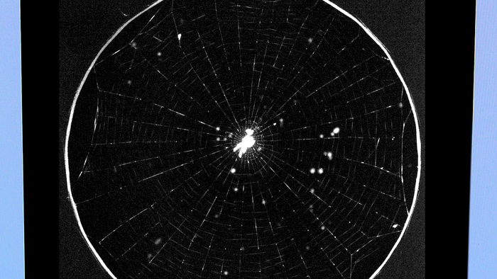 Spider web viewed with night v [IMAGE] | EurekAlert! Science News Releases