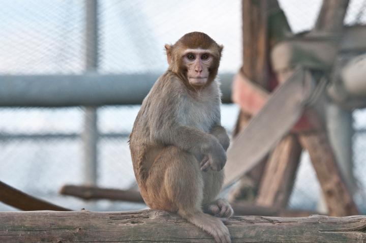 Rhesus Monkey [IMAGE] | EurekAlert! Science News Releases