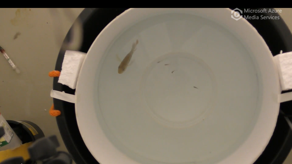 Warmer and murkier waters favour predators of | EurekAlert!