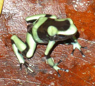 Poison Dart Frog [IMAGE] | EurekAlert! Science News Releases