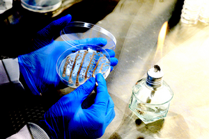 research photo [IMAGE] | EurekAlert! Science News Releases