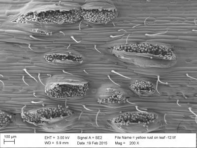 Electron Microscopy Image of W [IMAGE] | EurekAlert! Science News Releases